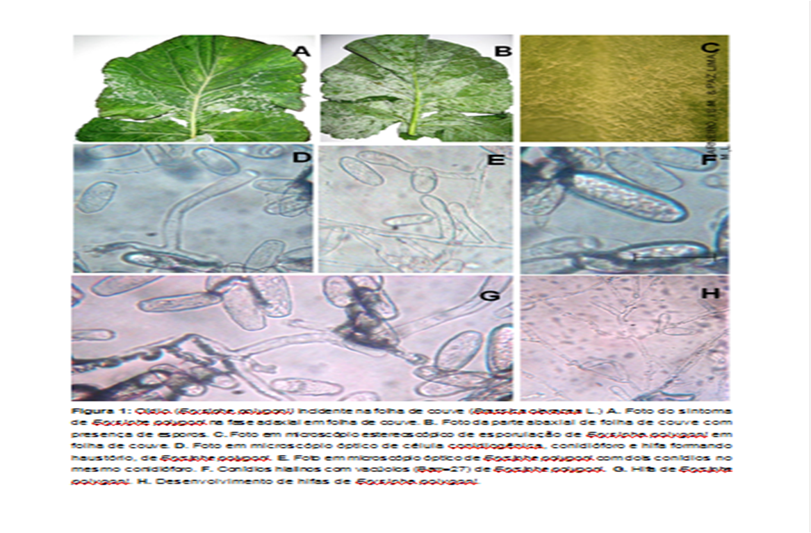 ESTUDOS EM DOENÇAS DE PLANTAS - IFGoiano - Campus Urutaí: Oídio ...