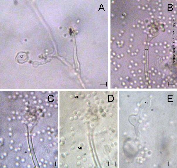 ESTUDOS EM DOENÇAS DE PLANTAS - IFGoiano - Campus Urutaí: ASPECTOS ...