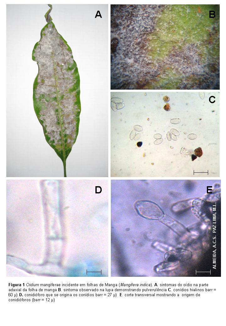 ESTUDOS EM DOENÇAS DE PLANTAS - IFGoiano - Campus Urutaí: Doenças ...