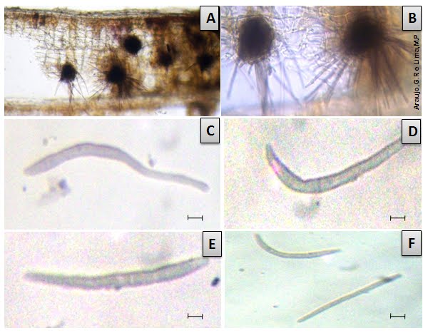 ESTUDOS EM DOENÇAS DE PLANTAS - IFGoiano - Campus Urutaí: ASPECTOS ...