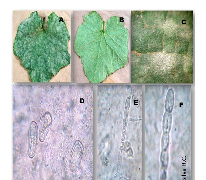 ESTUDOS EM DOENÇAS DE PLANTAS - IFGoiano câmpus Urutaí: Oídio (Oidium ...