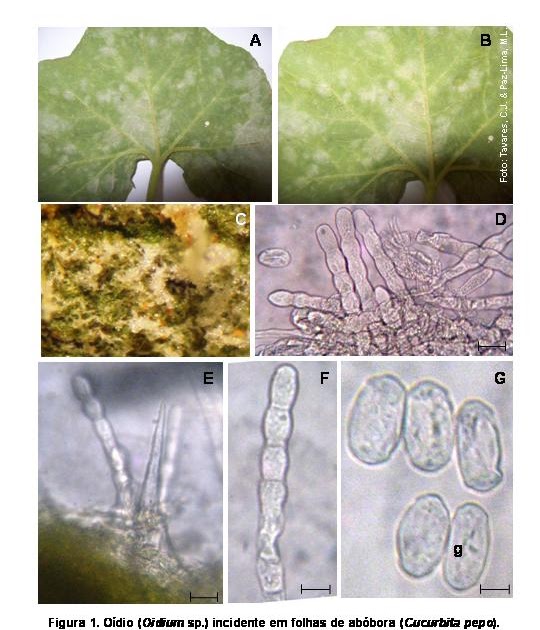 ESTUDOS EM DOENÇAS DE PLANTAS - IFGoiano - Campus Urutaí: Oídio (Oidium ...
