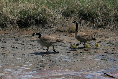 What goes around-comes around: A Taste of Wyoming