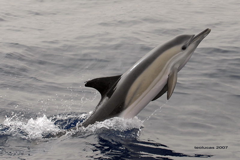 los delfines: delfin comun