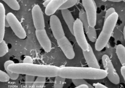 Natural Abundance Health: The role of Lactobacillus acidophilus in ...