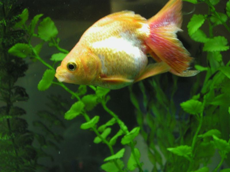 Petland Aquatics: Ammonia Poisoning