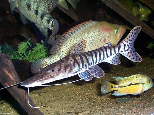 Petland Aquatics: Instore Mega Fish