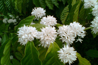 Kopi Miring Semarang: Coffee (part2)