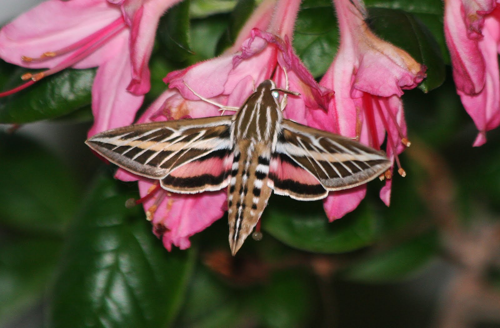 **Coldstreamernews**: Photo Gallery -- Giant hawk moth on azaleas ...
