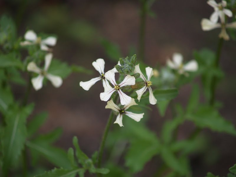Aubergine, Sweet and Green: Rižoto od rikule