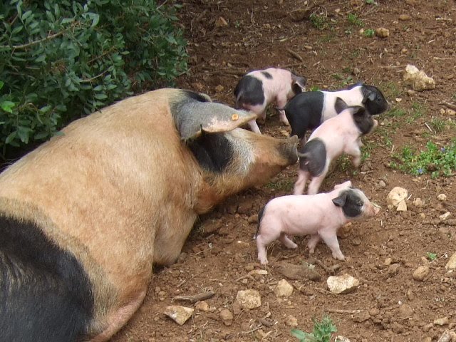 Marranos animados - Imagui