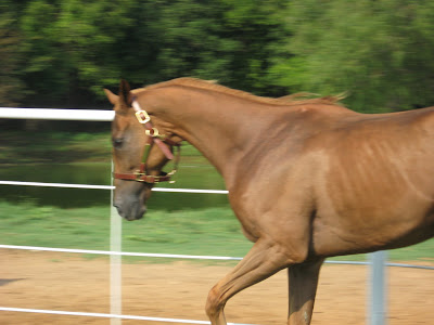 My Thoroughbred Blog: New Pictures of Lights On Broadway
