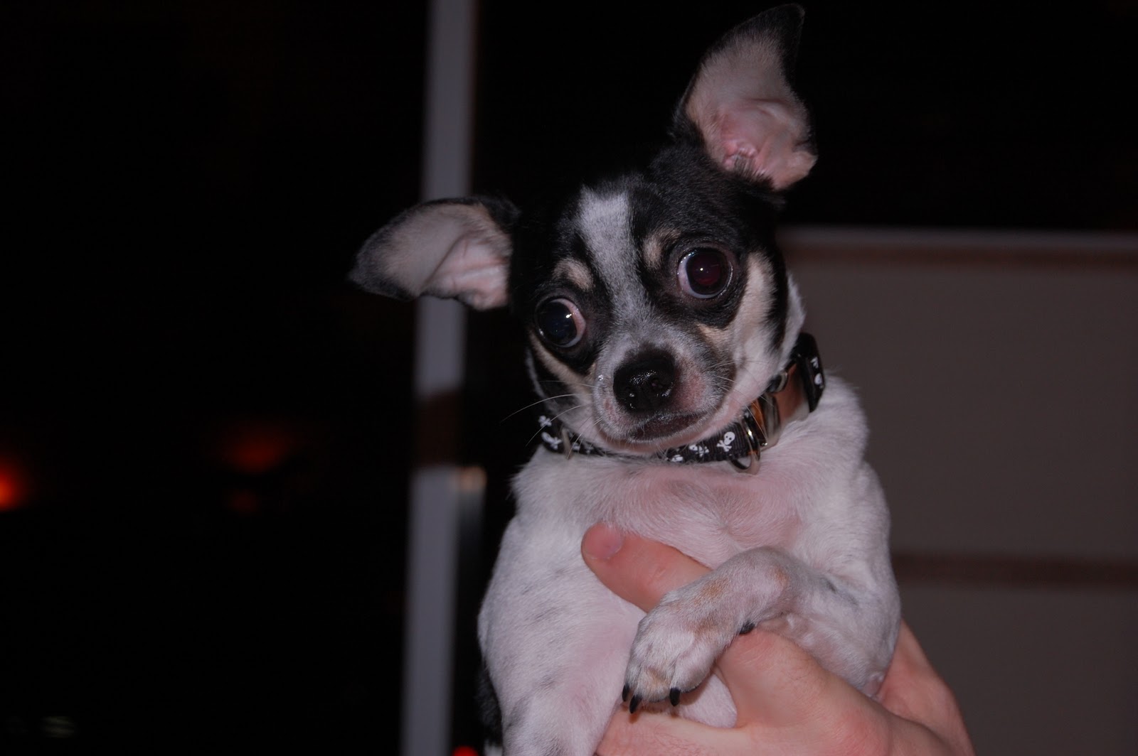 DOGS OF DOWNTOWN: Chico - Chihuahua