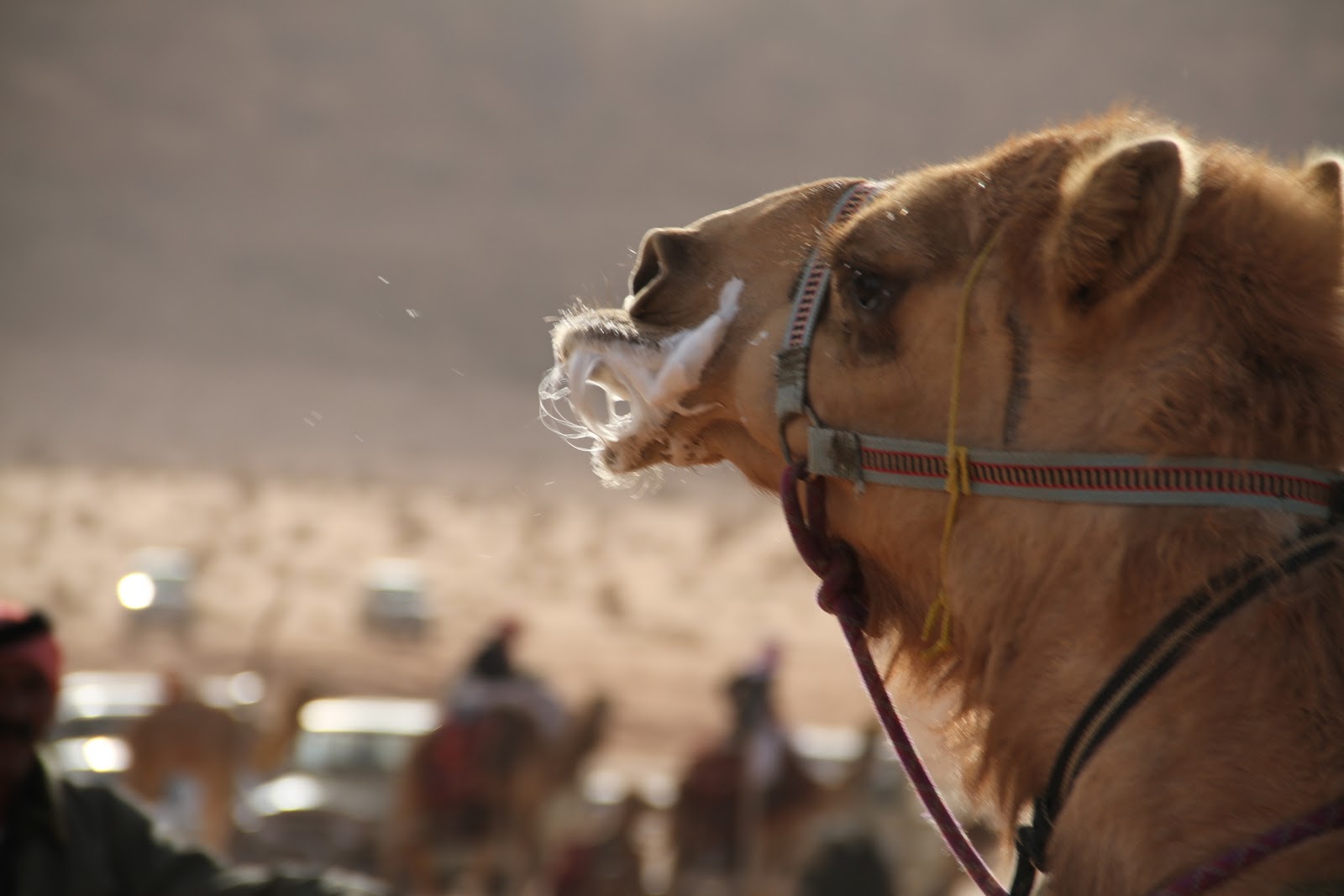 Apricots Today: The Camel Races