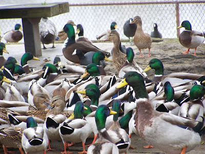OC Birder Girl: Mallards--Anas platyrhynchos