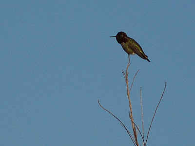 OC Birder Girl: Upper Newport Bay Ecological Reserve aka Newport Back Bay