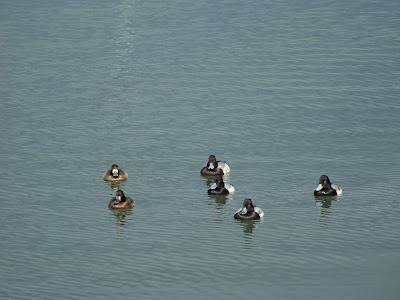OC Birder Girl: Upper Newport Bay Ecological Reserve aka Newport Back Bay
