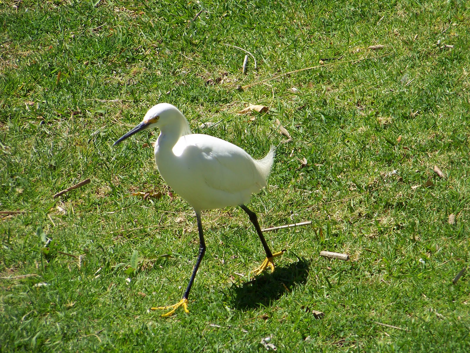 OC Birder Girl: Spring in Craig Regional Park