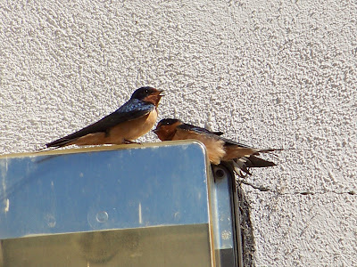 OC Birder Girl: Barn Swallow--Hirundo rustica