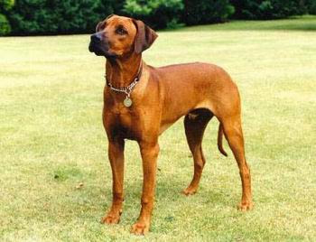Ridgeback de Rodesia | Perros de raza