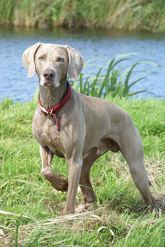 Weimaraner | Perros de raza