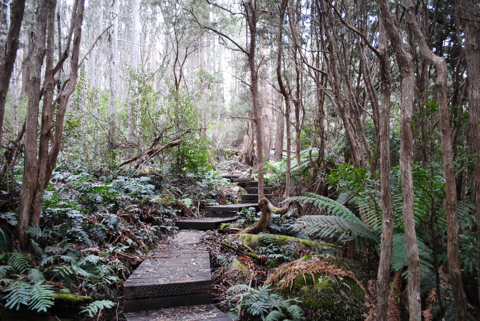Mushroom Rocks - Baw Baw National Park - Rawson - Victoria