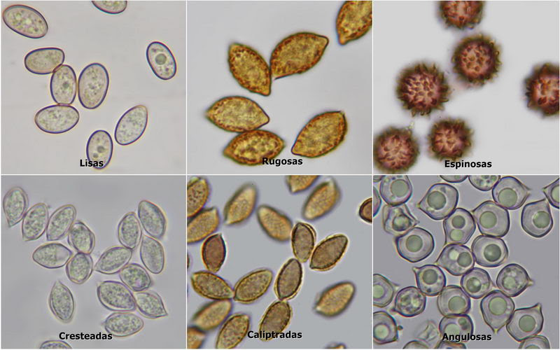 El mundo microscópico de los hongos: Basidiomicetos