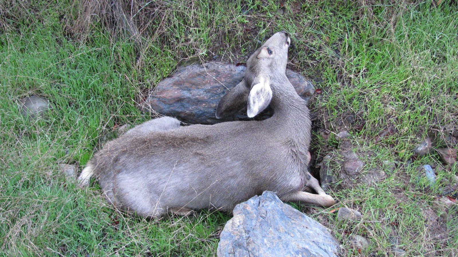 Eating my Deer: Dead Doe Redemption, Part 3: Jägers Afield.