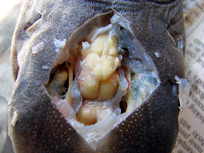 Dogfish Shark Dissection Brain