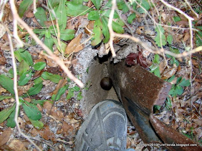 PURE FLORIDA: Nut Envy