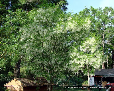 PURE FLORIDA: Fringe Tree Fragrance Finally