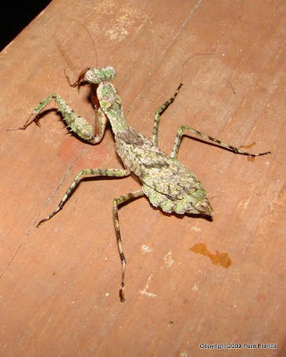PURE FLORIDA: Praying Mantis Cryptic Coloration