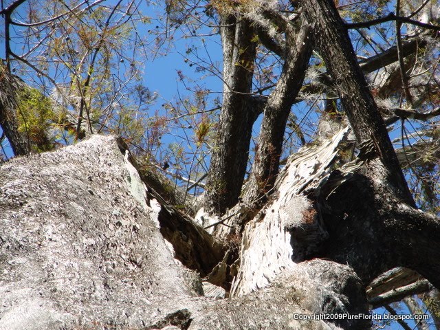 PURE FLORIDA: The Goethe Giant Strikes Again