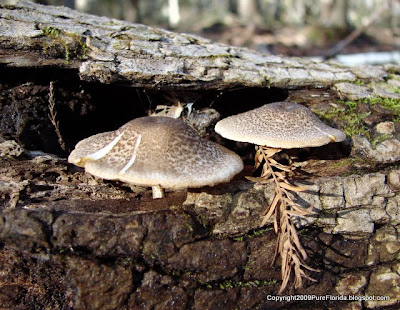 PURE FLORIDA: Searching For Moccasins In A Winter Swamp