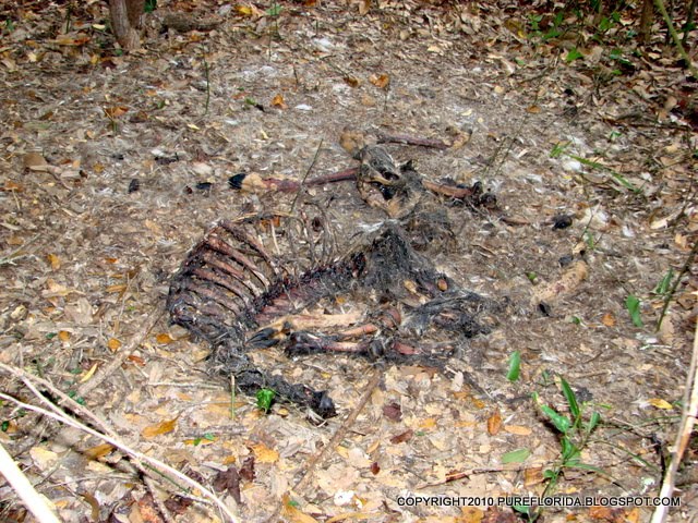 PURE FLORIDA: Deer Decomposition