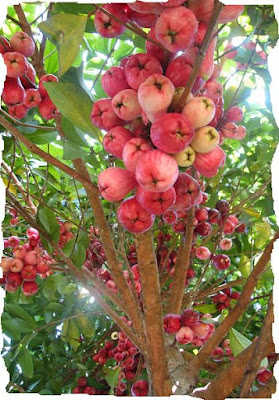 Ningún lugar está lejos... en RD: Peritas rojas (o marañones)