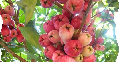 Ningún lugar está lejos... en RD: Peritas rojas (o marañones)