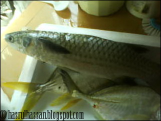 Ikan Segar ... uh Best!
