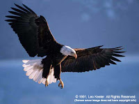 Exotic Animals: Bird Pictures : Eagle Amazing Animal