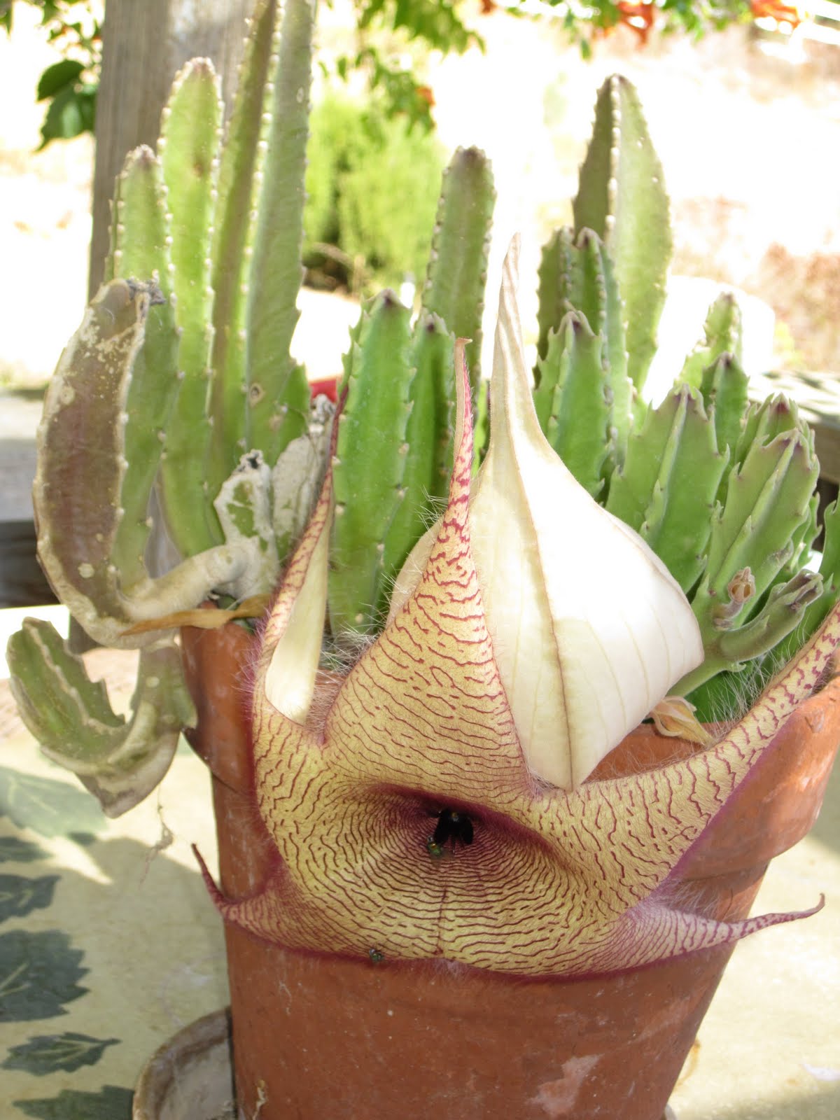 In the Wine Country: Something STINKY