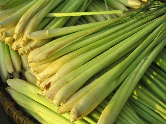 AromaSerai: Fakta Kebaikan Serai