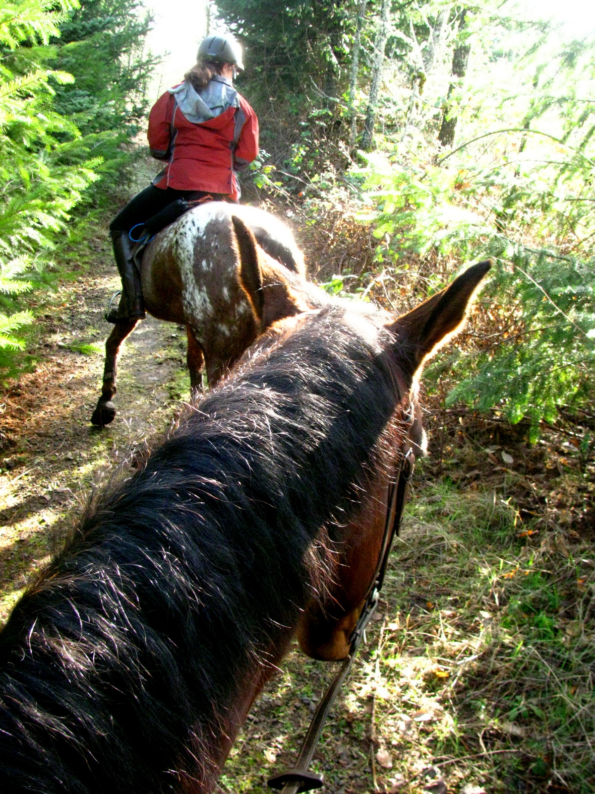 All Horse Stuff: Concur/conquer Wild Things