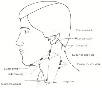 Supraclavicular lymph nodes - pingkesil
