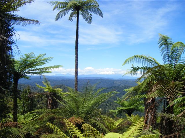 Kia Wharite: Gallery