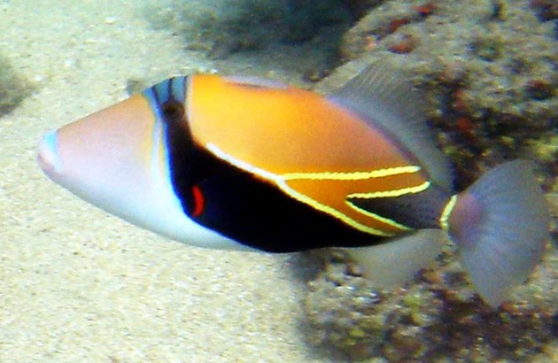 Sannaka-West LLC Honolulu, Hawaii: State Fish/州の魚