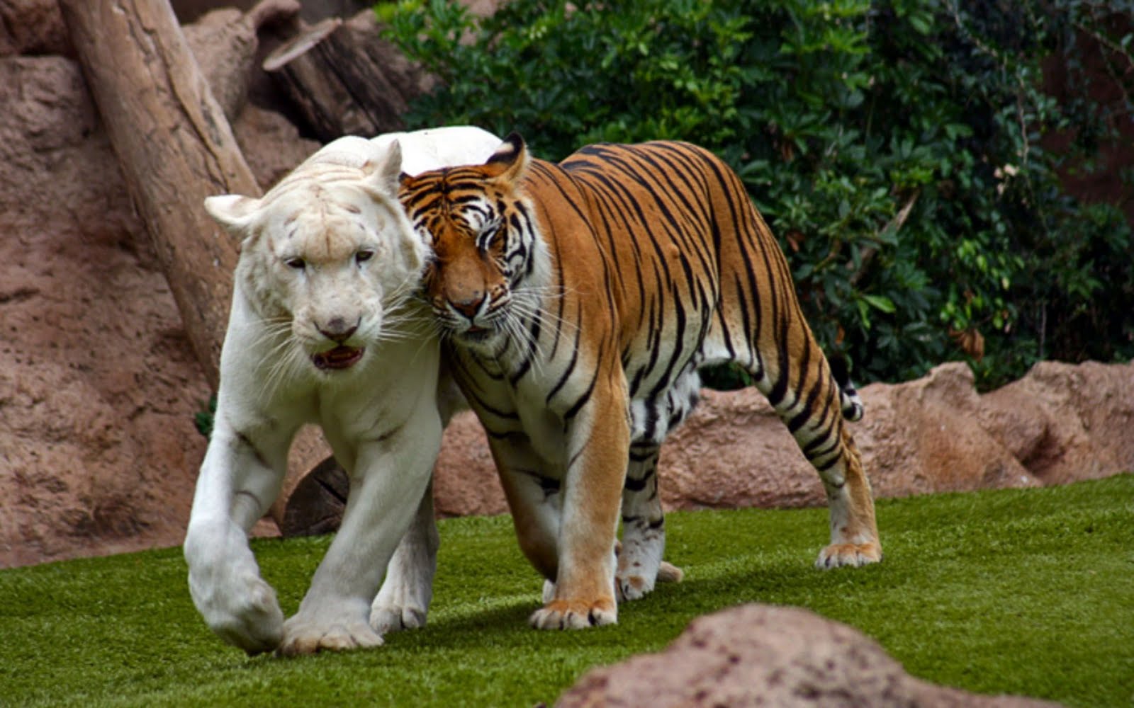 Viitorul incepe azi: Tigrul