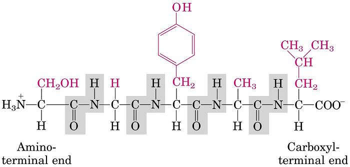 BIOLOGÍA 2º Bachillerato: Enlace peptídico. Péptidos
