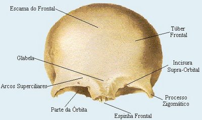 Biomedicina: Osteologia