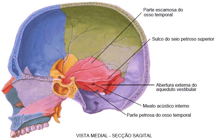 Biomedicina: Osteologia