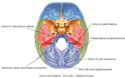 situado na base do crânio